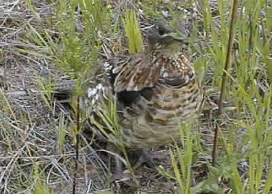 Untitled Document [mrnussbaum.com]