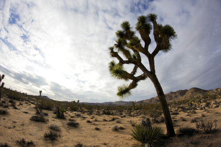 Joshua Tree National Park