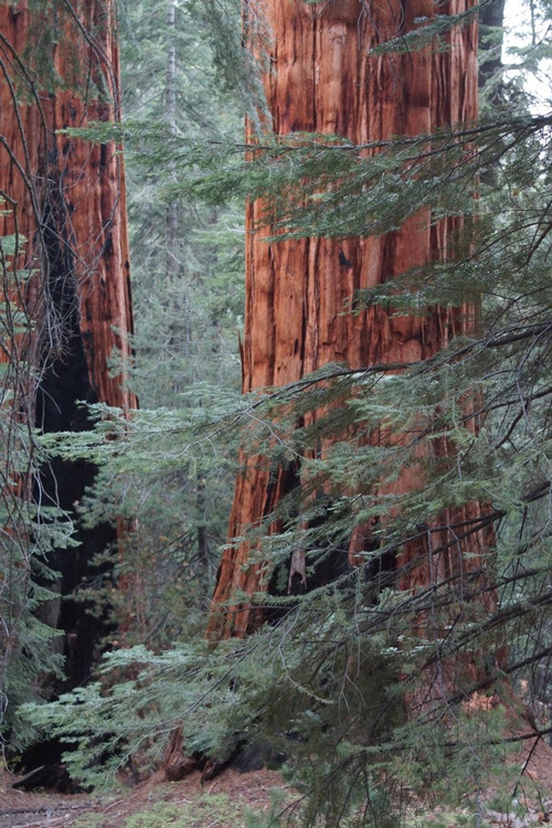 Sequoia and Kings Canyon National Park