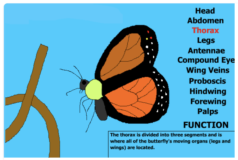 Butterfly Anatomy Interactive Scavenger Hunt